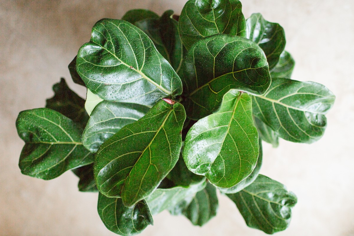 How to Care For a Fiddle Leaf Fig Plant- A Beginner's Guide - Fig & Snake